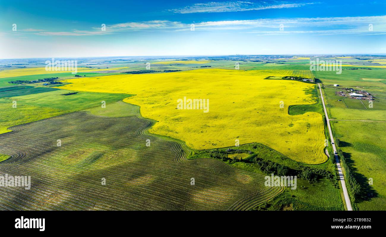 Aerial view canola fields canola hi-res stock photography and images ...