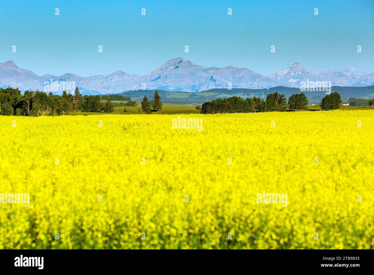 Golden canola field with trees, foothills and mountain range in the ...