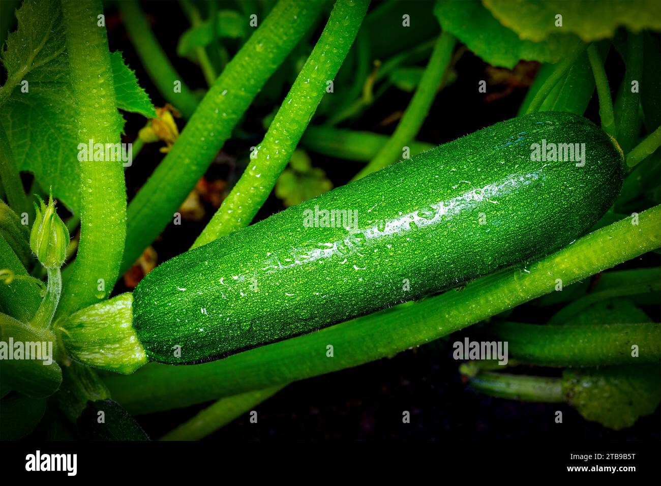 Cucurbita stem hi-res stock photography and images - Alamy