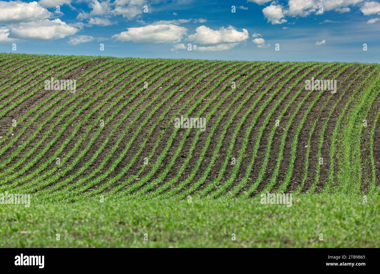 Lines of an early grain on a rolling hill with a blue sky and clouds ...