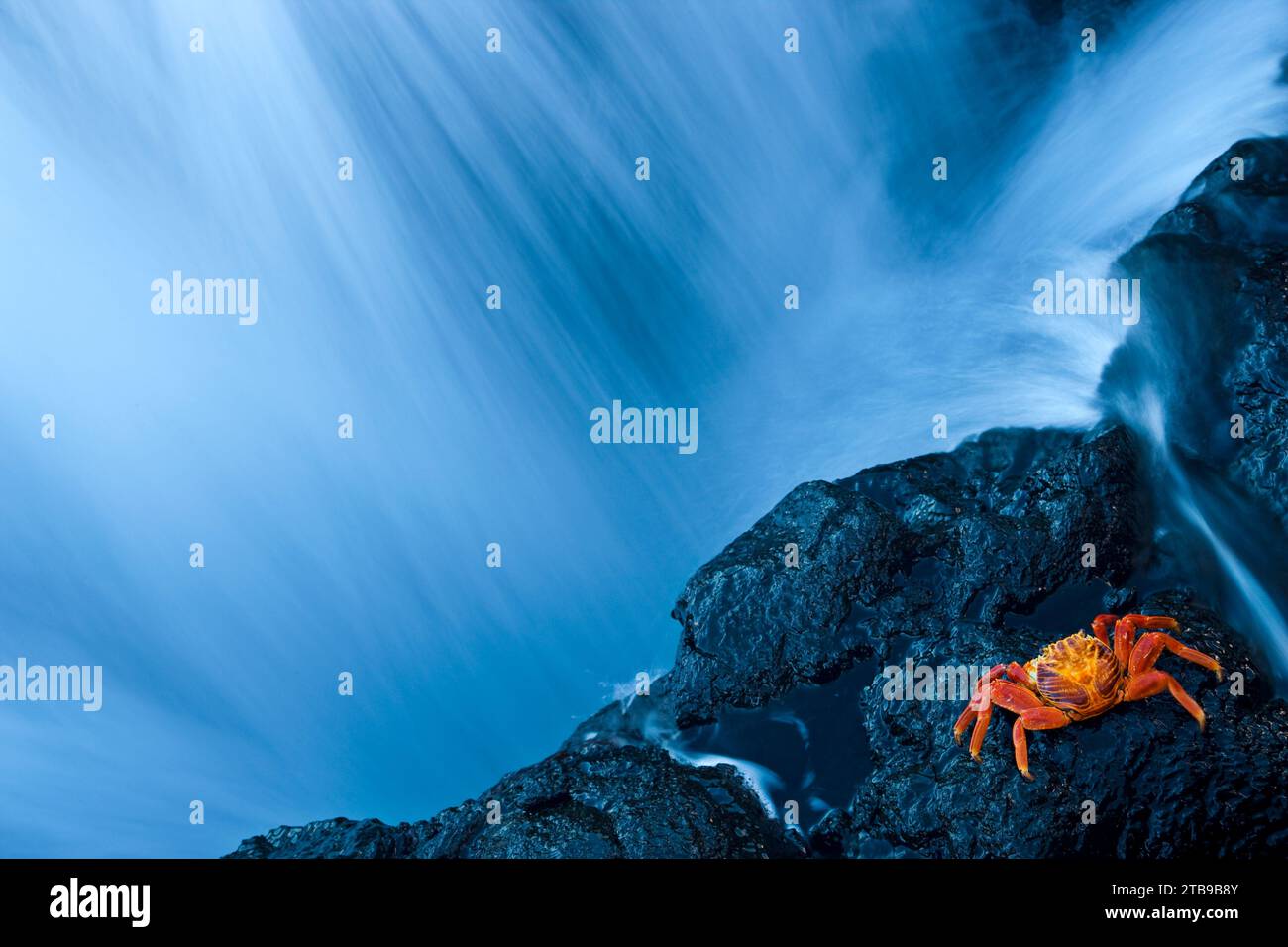 Water from a waterfall rushing past a rocky cliff where a crab is ...