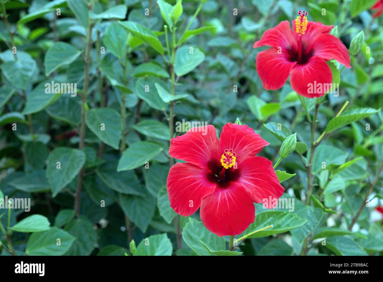 Red hibiscus rosa sinensis, rose mallow, chinese, hawaiian, china ...