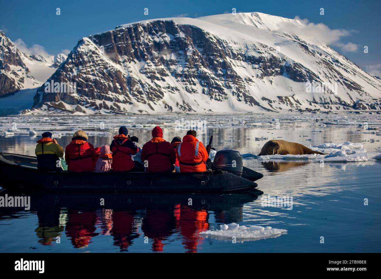 Female walrus hi-res stock photography and images - Alamy