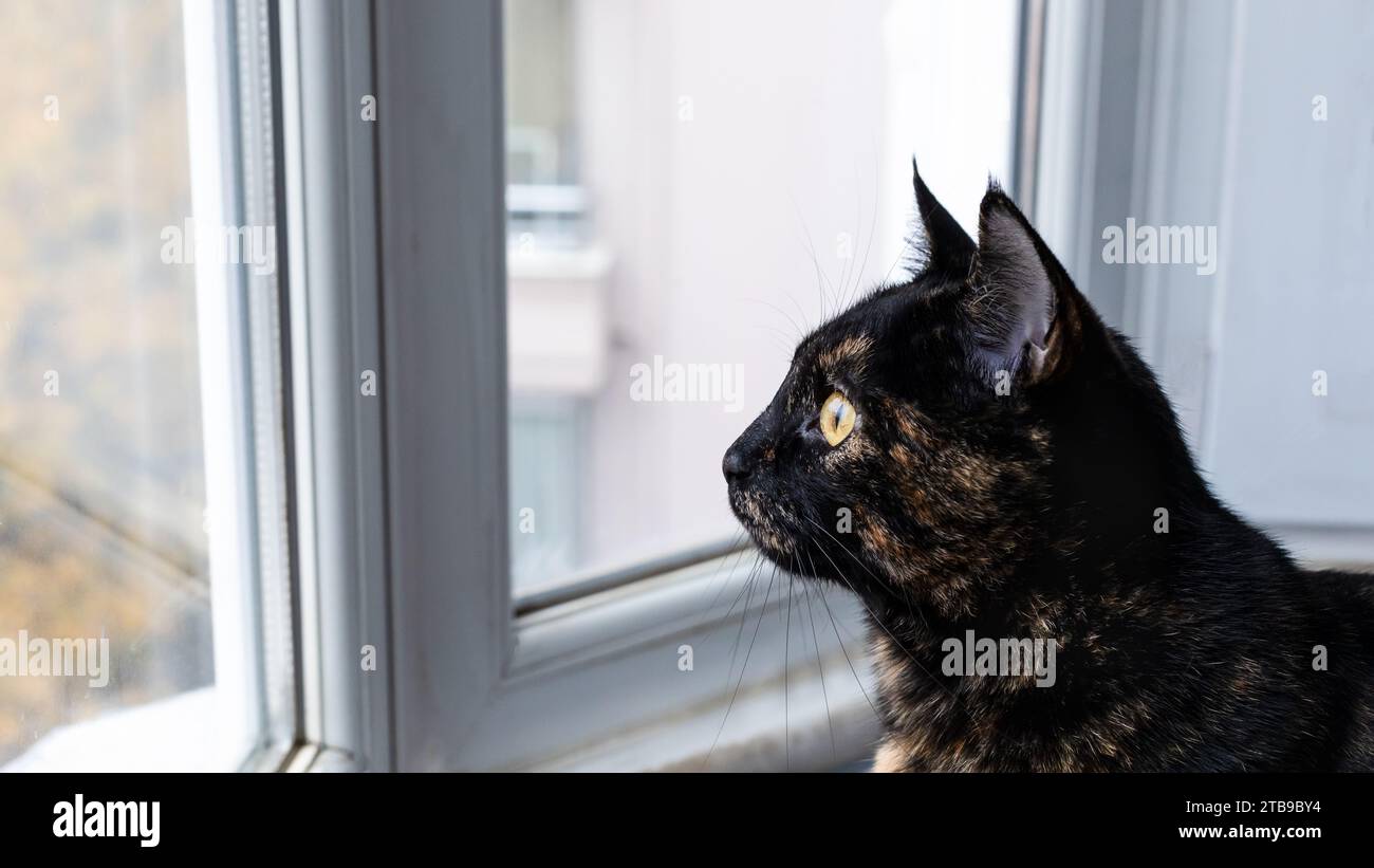 Cats looking out the windows hi-res stock photography and images - Alamy