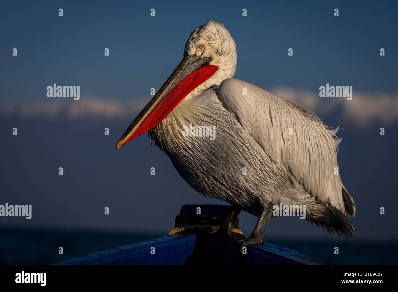 Dalmatian pelican (Pelecanus crispus) perches on bow of boat with snow ...