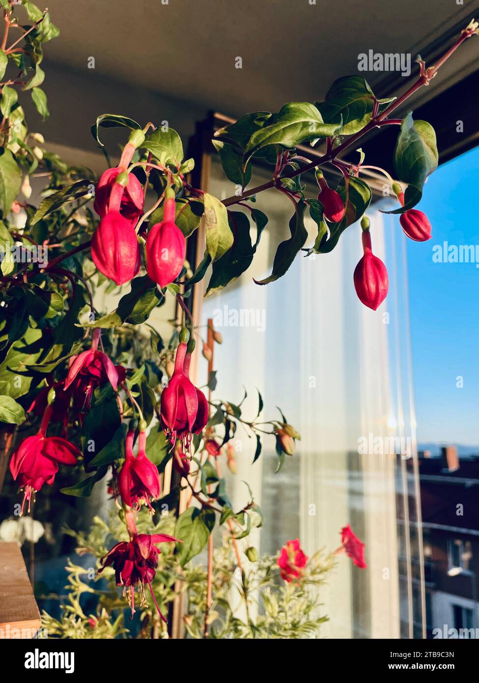 A window frame with a vibrant display of bright pink color Fuchsia in a ...