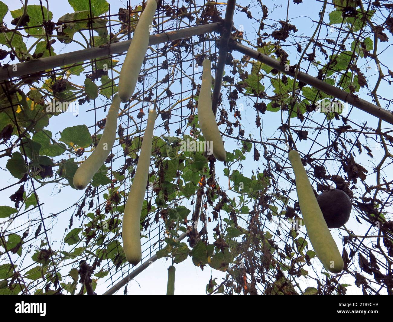 many large ripe courgettes hanging in the metal frame of a vegetable ...