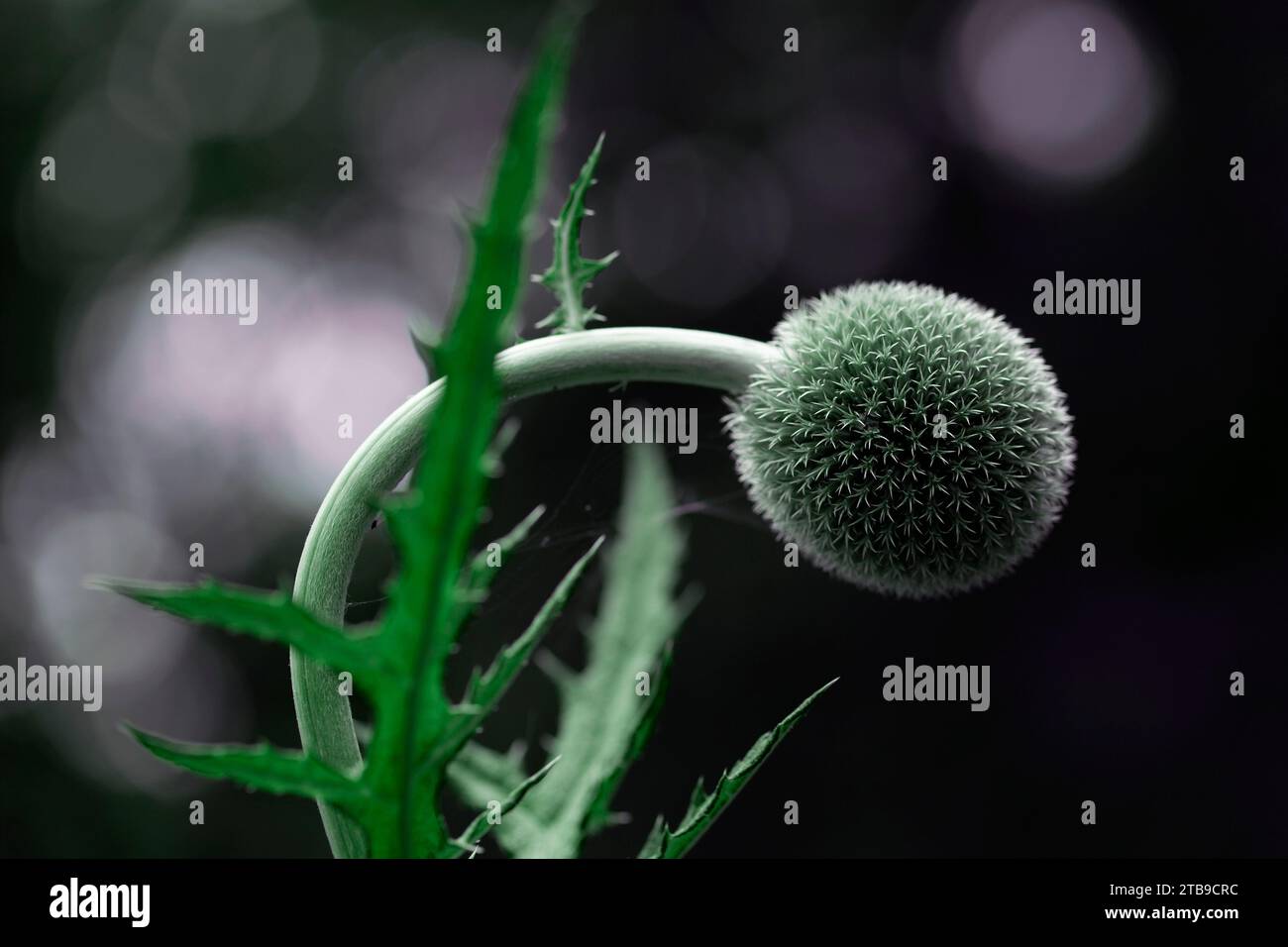 Royal botanical gardens canada hi-res stock photography and images - Alamy