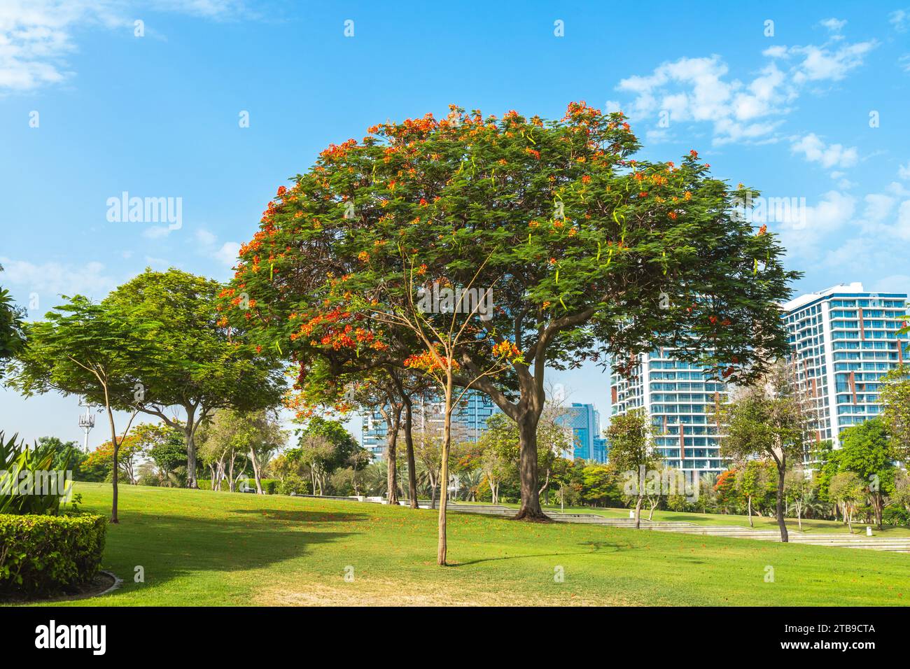 Dubai, United Arab Emirates - June 21, 2023: Trees in Zabeel Park in ...
