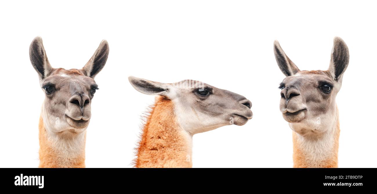 Set of three lamas head isolated on white. Lama portrait close up Stock ...