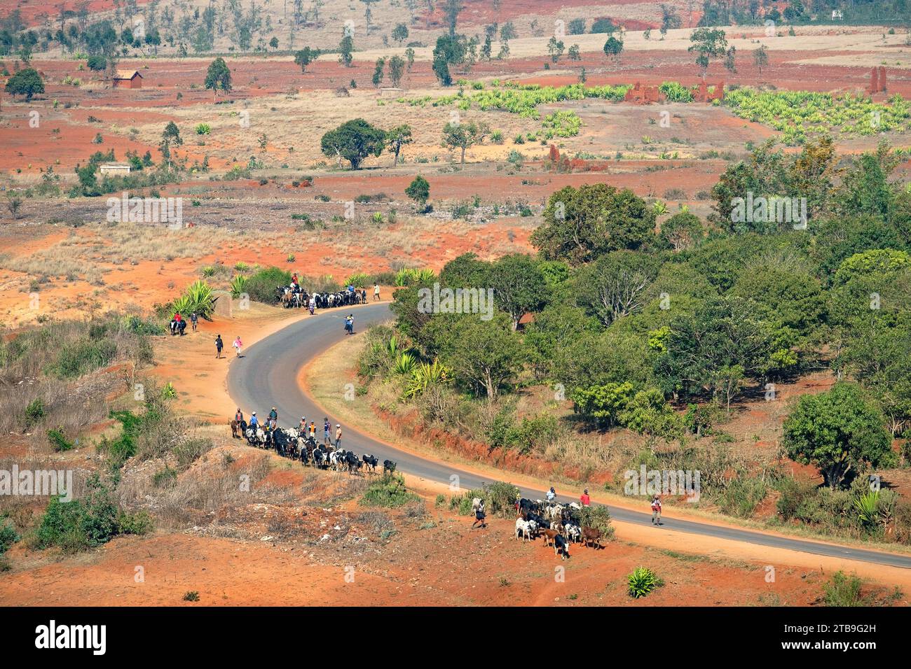 Farmers driving zebus along winding country road to the zebu market at ...