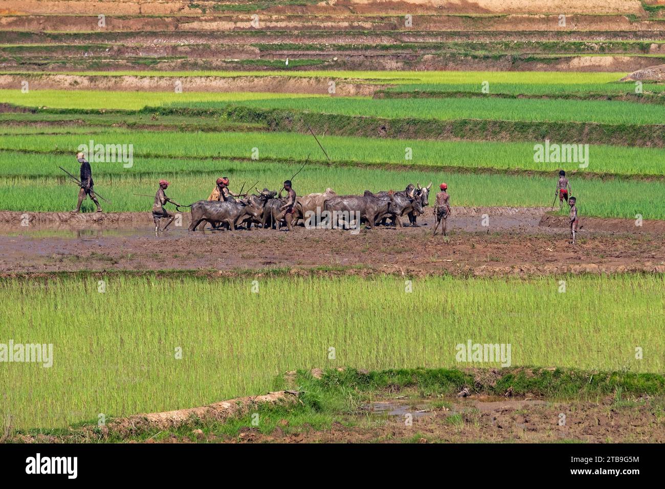 Boys in mud hi-res stock photography and images - Alamy