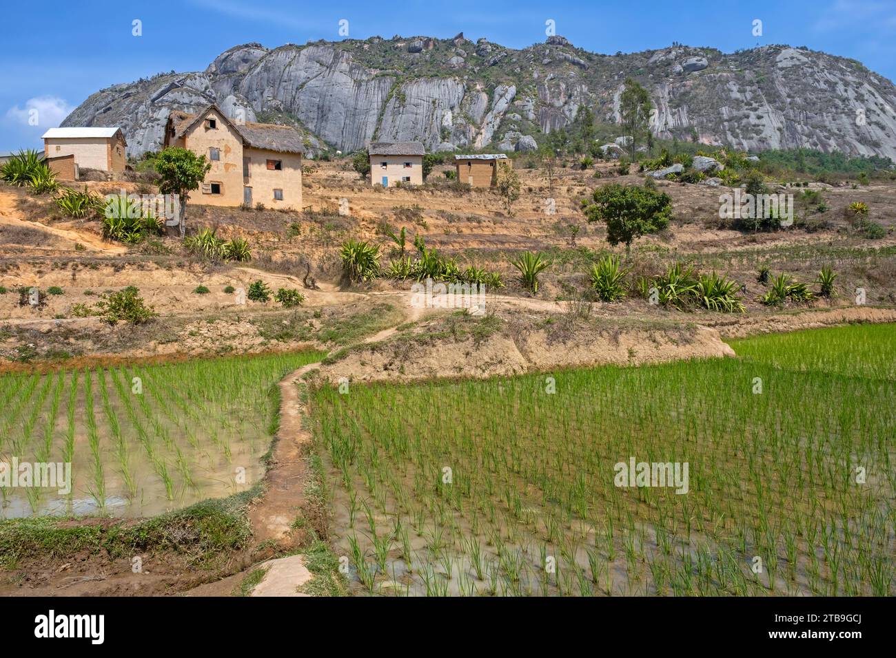 Betsileo rural village on hillside and rice fields in the Haute ...