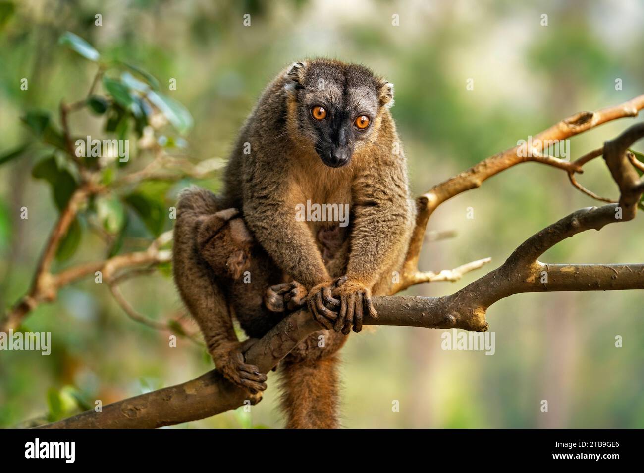 Southern red-fronted brown lemur (Eulemur rufifrons) with baby at Lemur ...