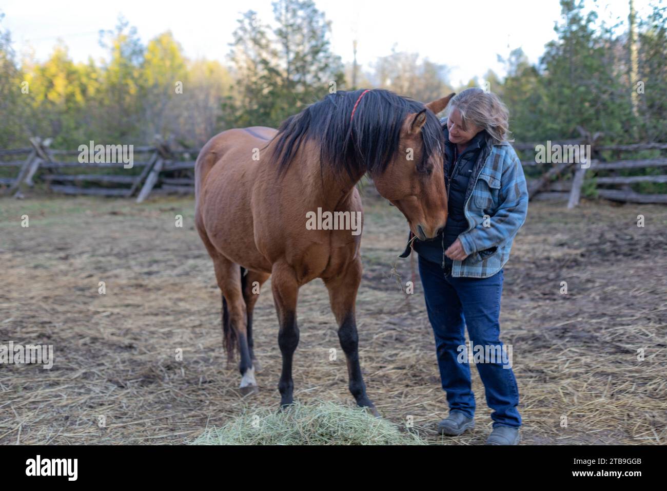 Woman farmer caring for a bay, horse (Equus ferus caballus) on her farm ...