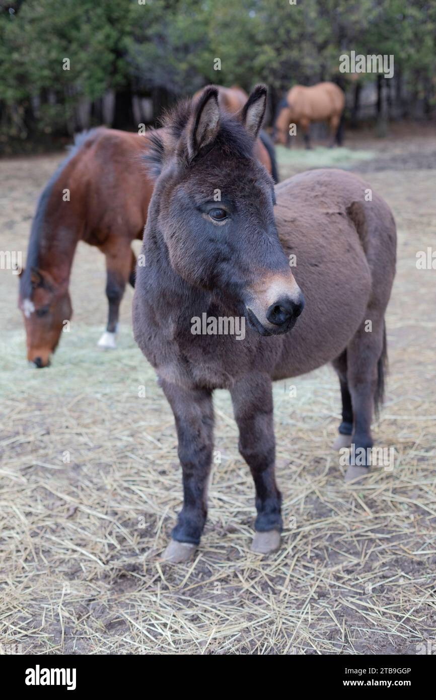 Close-up portrait of a donkey (Equus asinus) in a farm yard with horses ...