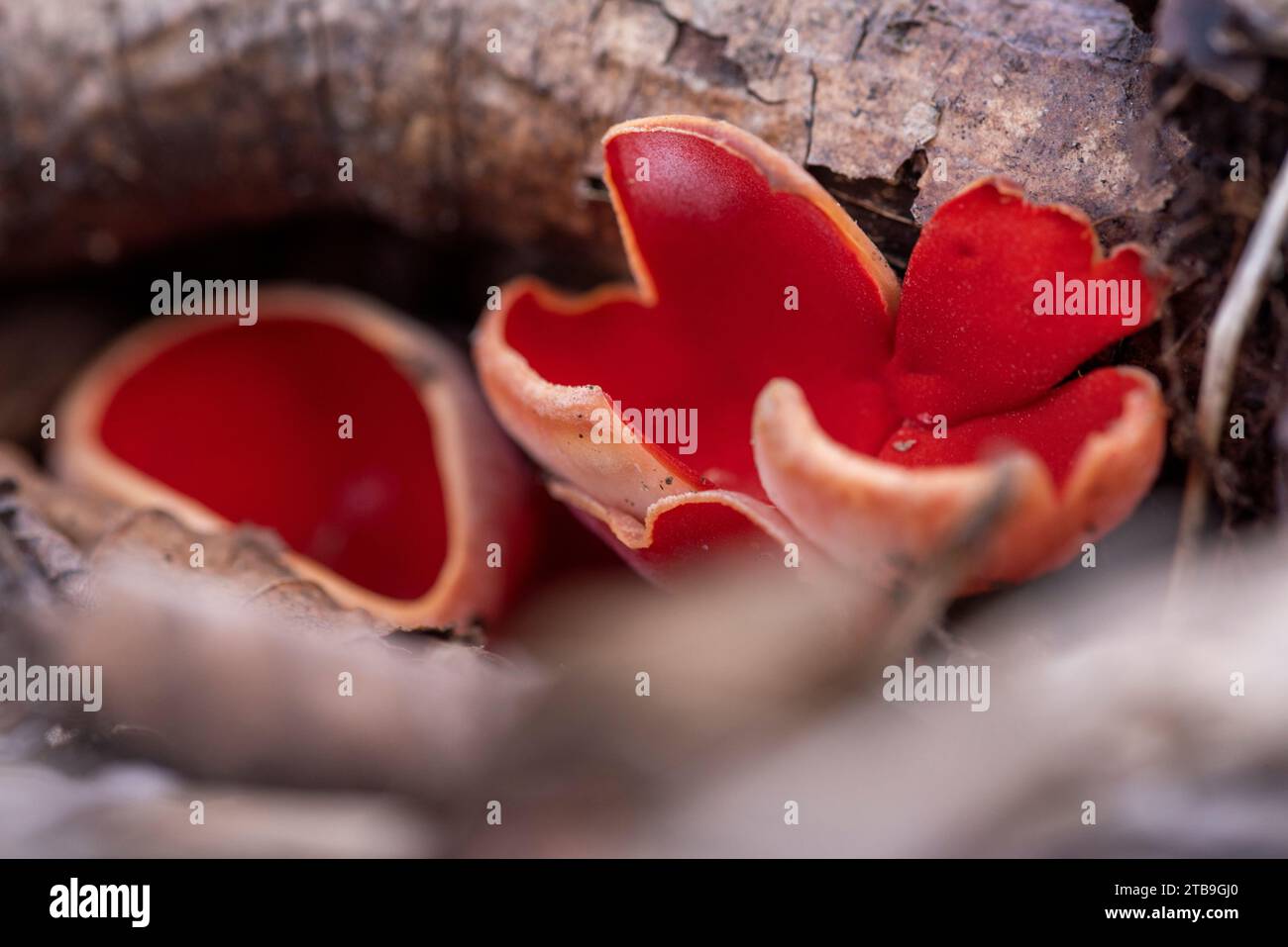 Sarcoscypha austriaca - a saprobic rare nonedible fungus known as the ...