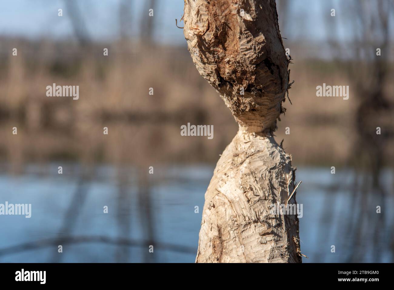 Signs of beaver activities by waters edge. Chewed tree with lots of ...