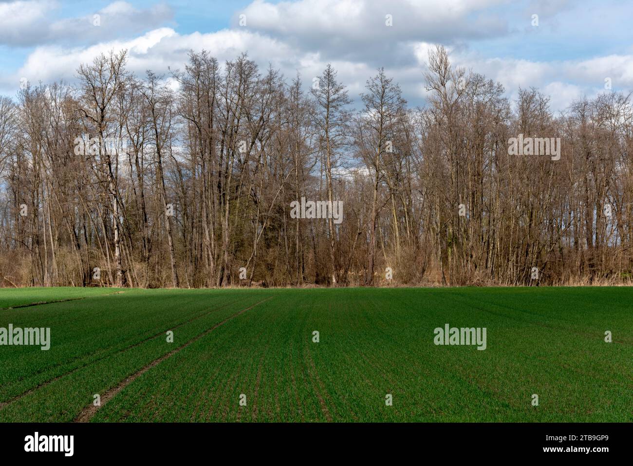 Rural landscape in Prekmurje, Slovenia, Europe stock photo Stock Photo ...