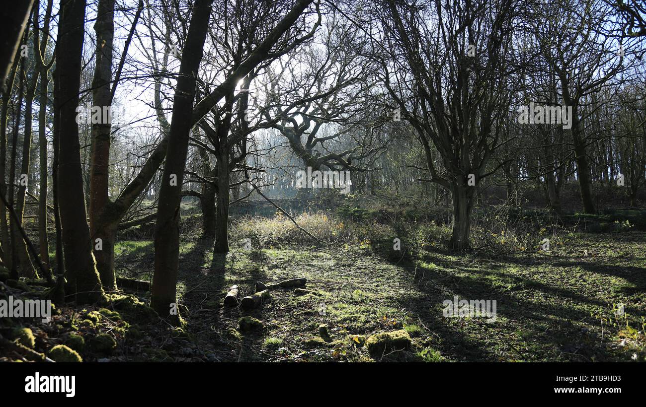 Woods image shown early morning sunrise cast a shadow throughout this ...