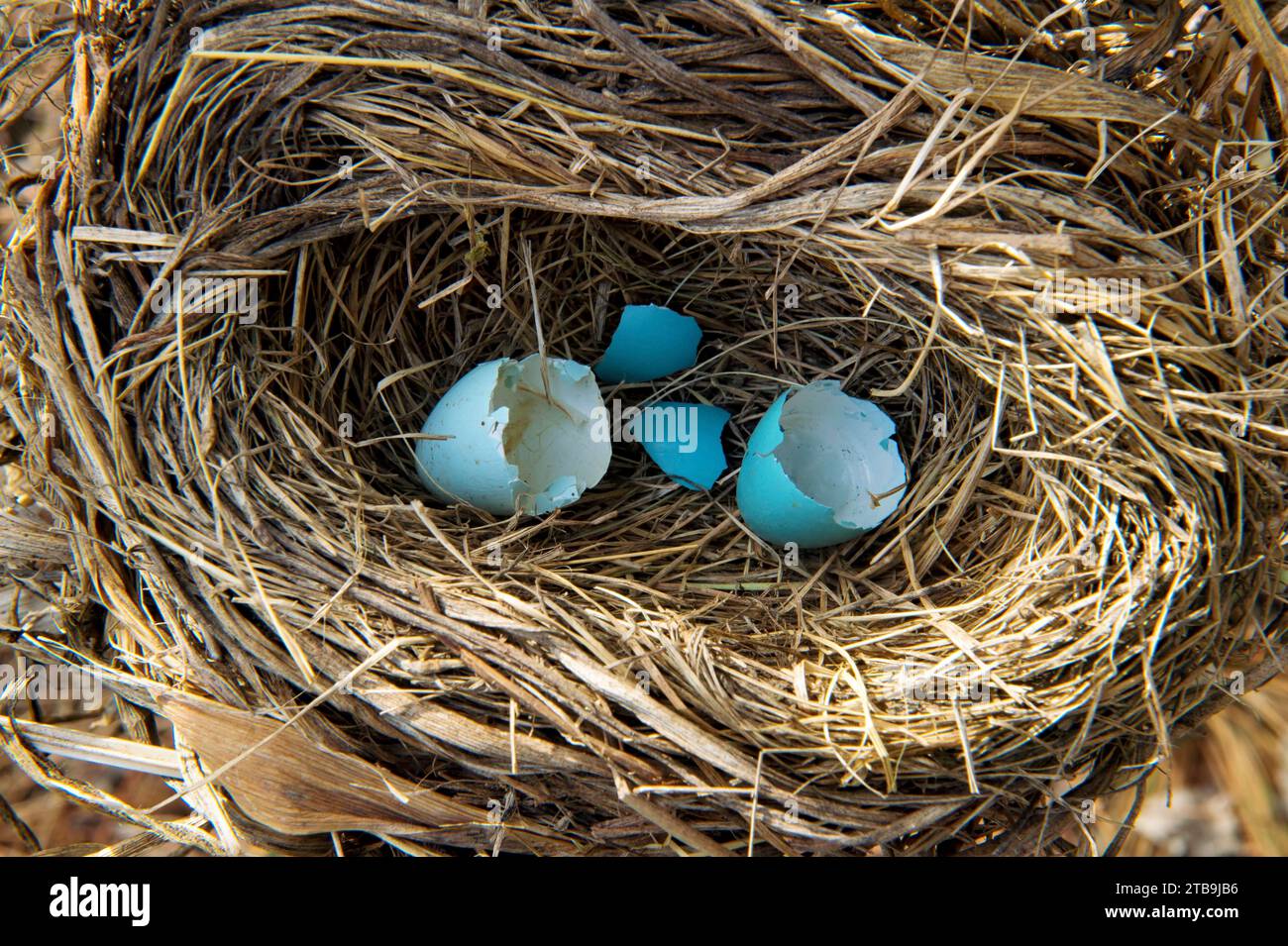 Hatched robin eggs in a nest; Lincoln, Nebraska, United States of ...