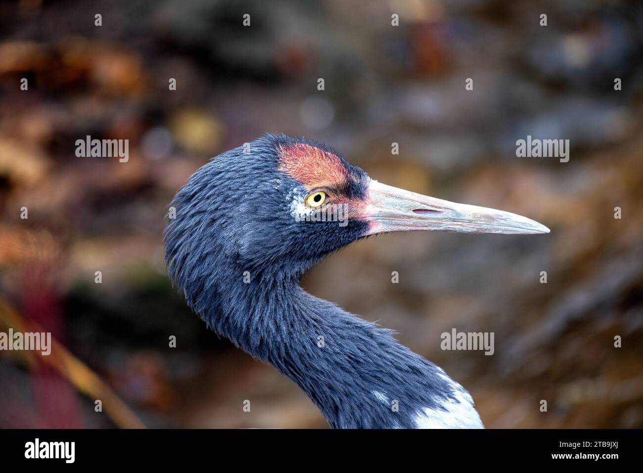 Graceful black-necked crane, Grus nigricollis, an enchanting symbol of ...