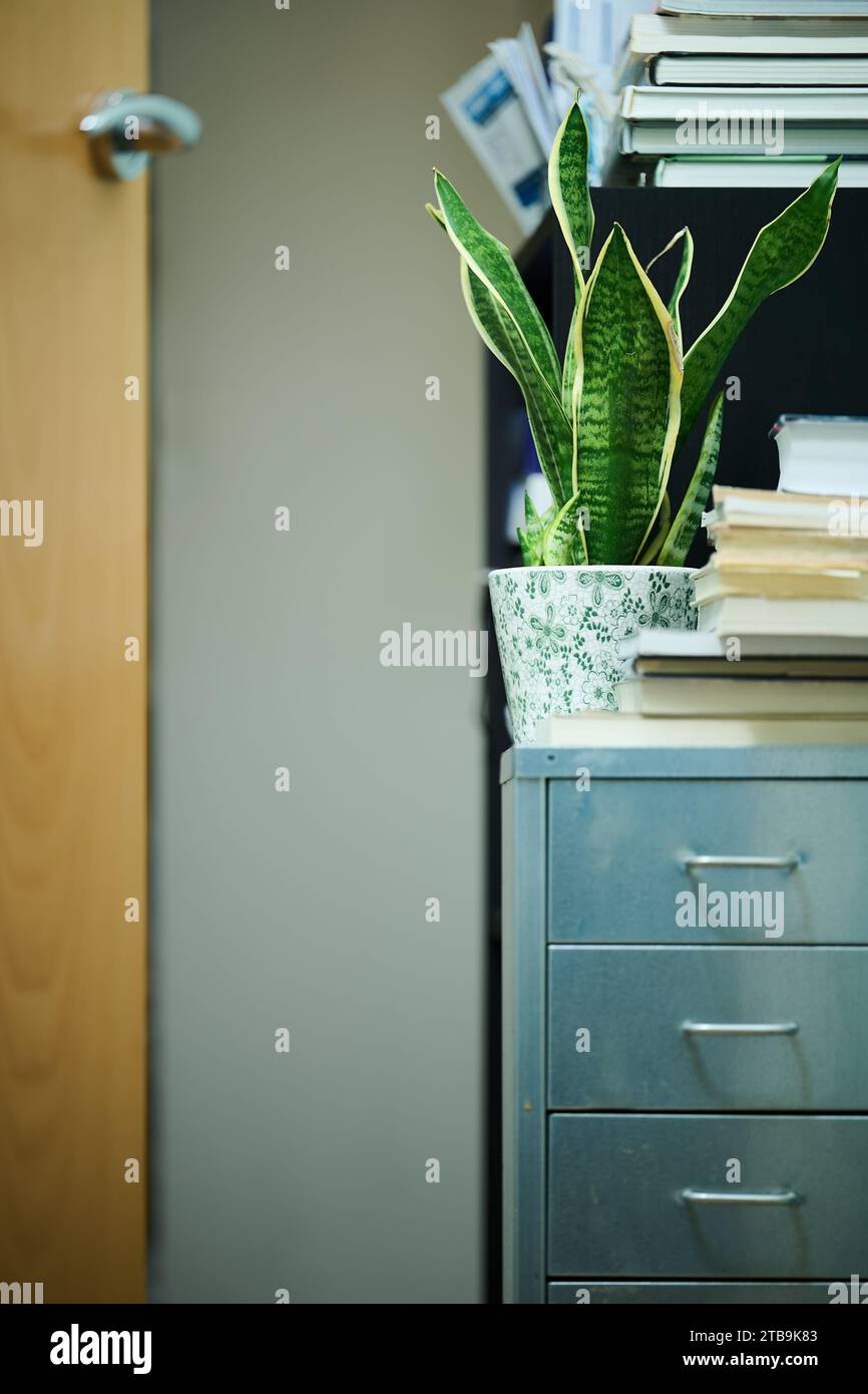 Snake plant in home office hi-res stock photography and images - Alamy