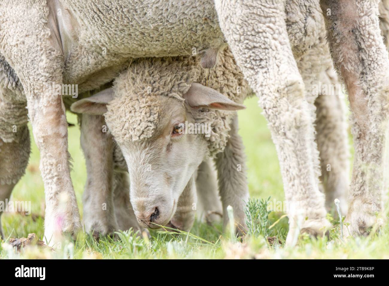 Vet sheep hi-res stock photography and images - Alamy