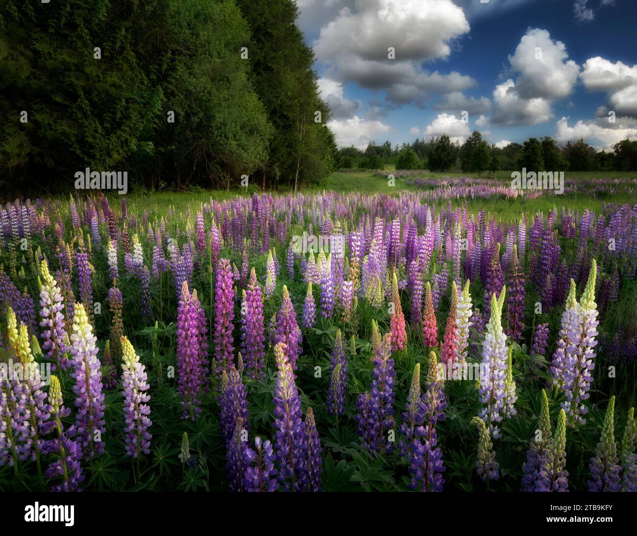 Graham oaks park hi-res stock photography and images - Alamy
