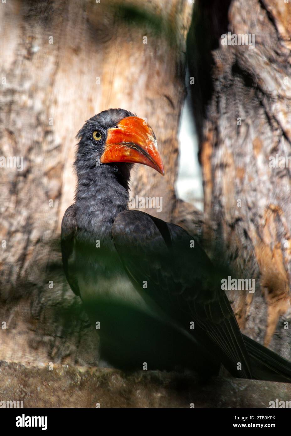 Majestic Crowned Hornbill, Lophoceros alboterminatus, native to African ...
