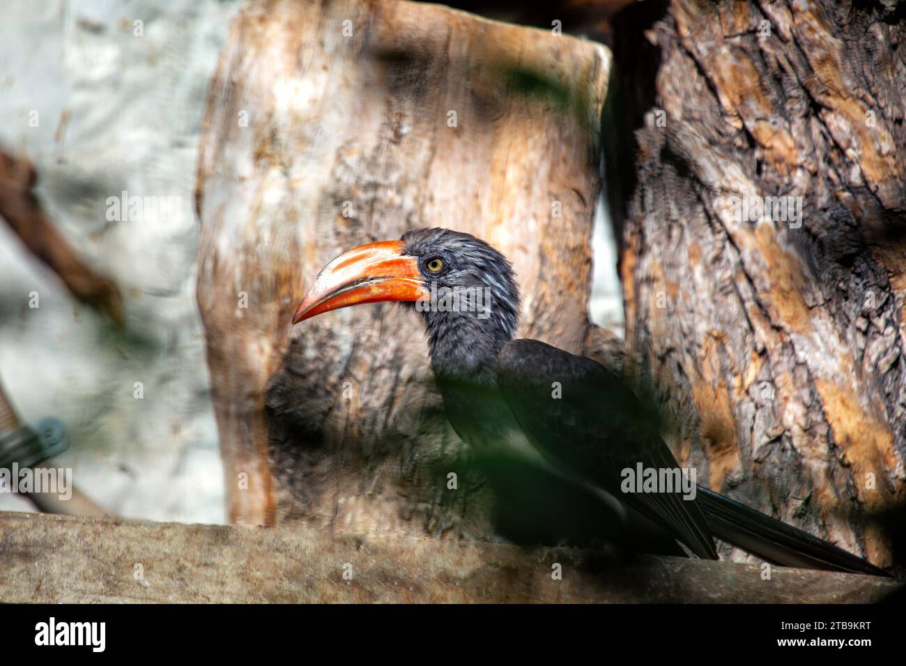 Majestic Crowned Hornbill, Lophoceros alboterminatus, native to African ...