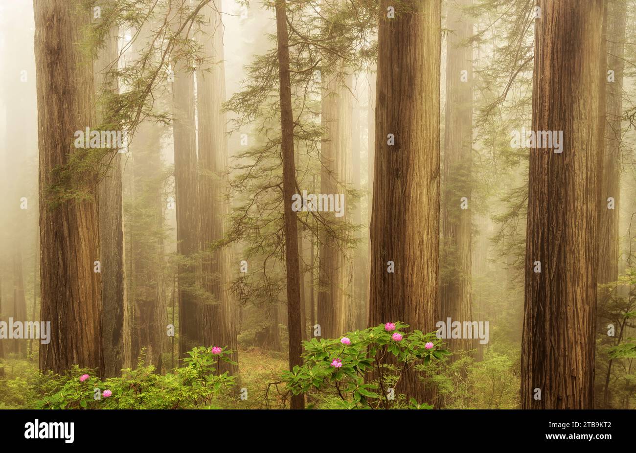 Fog Rhododendrons and sun in redwood forest. Redwood National and State ...