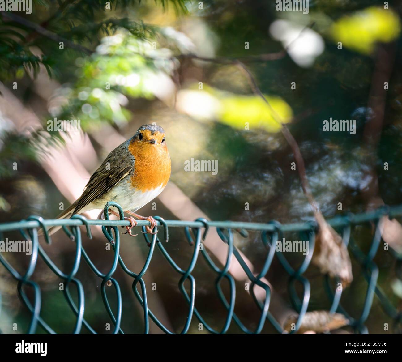 Robin bird sitting on fence hi-res stock photography and images - Alamy