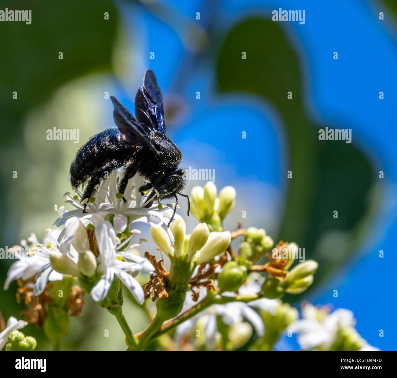 Macro of a black carpenter bee pollinating at the blossoms of a seven ...