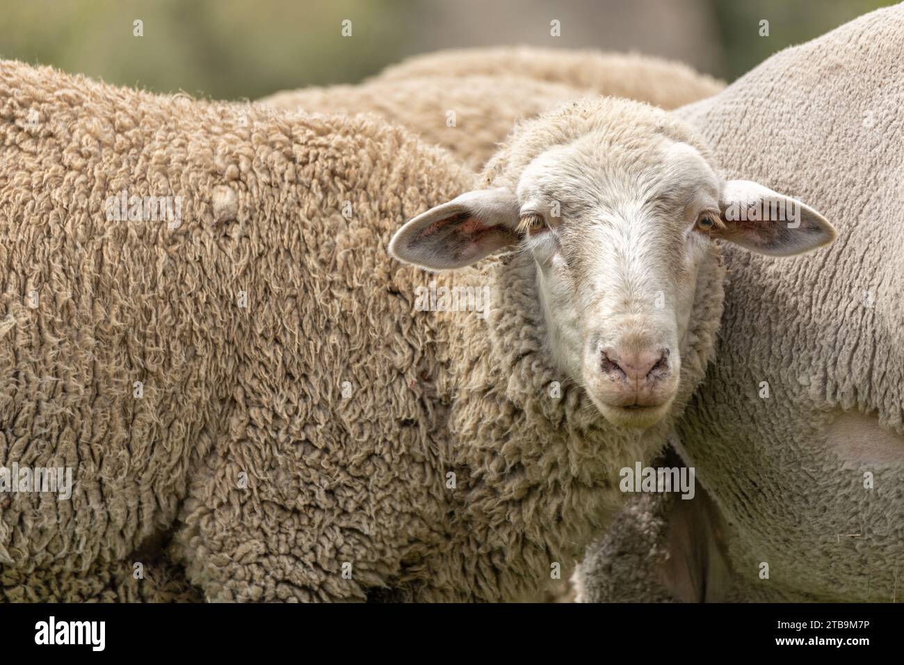 A sheep with a bemused expression on its face looking at the camera ...
