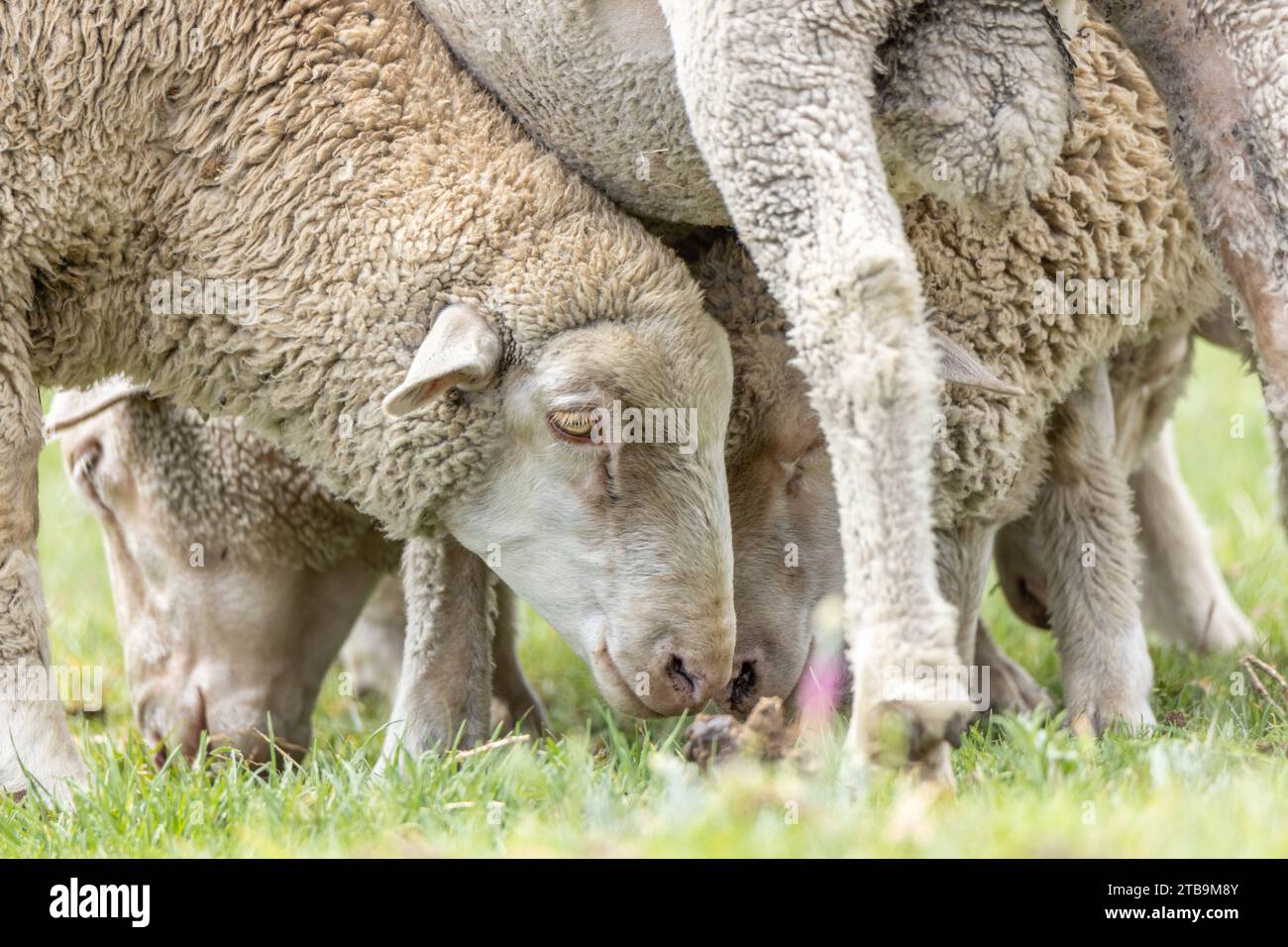 Merino sheep, lambs hi-res stock photography and images - Alamy