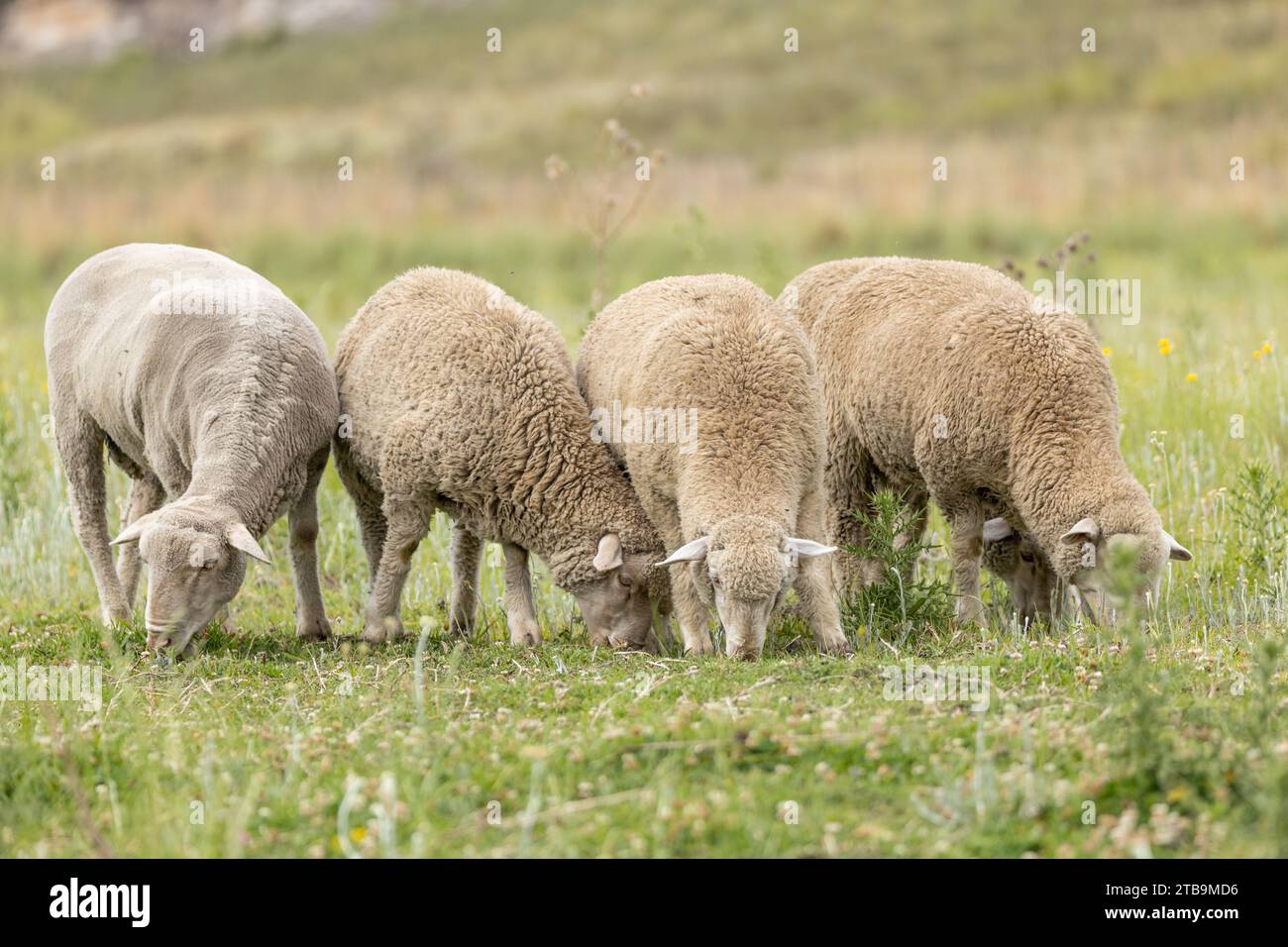 Several Merino breed sheep grazing on a pasture in South Africa Stock ...