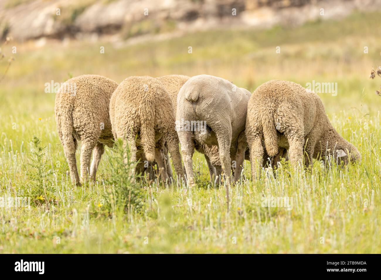 Multiple animals hi-res stock photography and images - Alamy