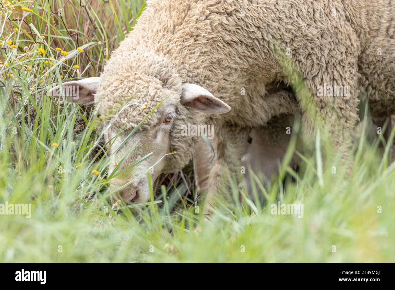 A merino breed sheep in long kikuyu grass - taken in South Africa Stock ...