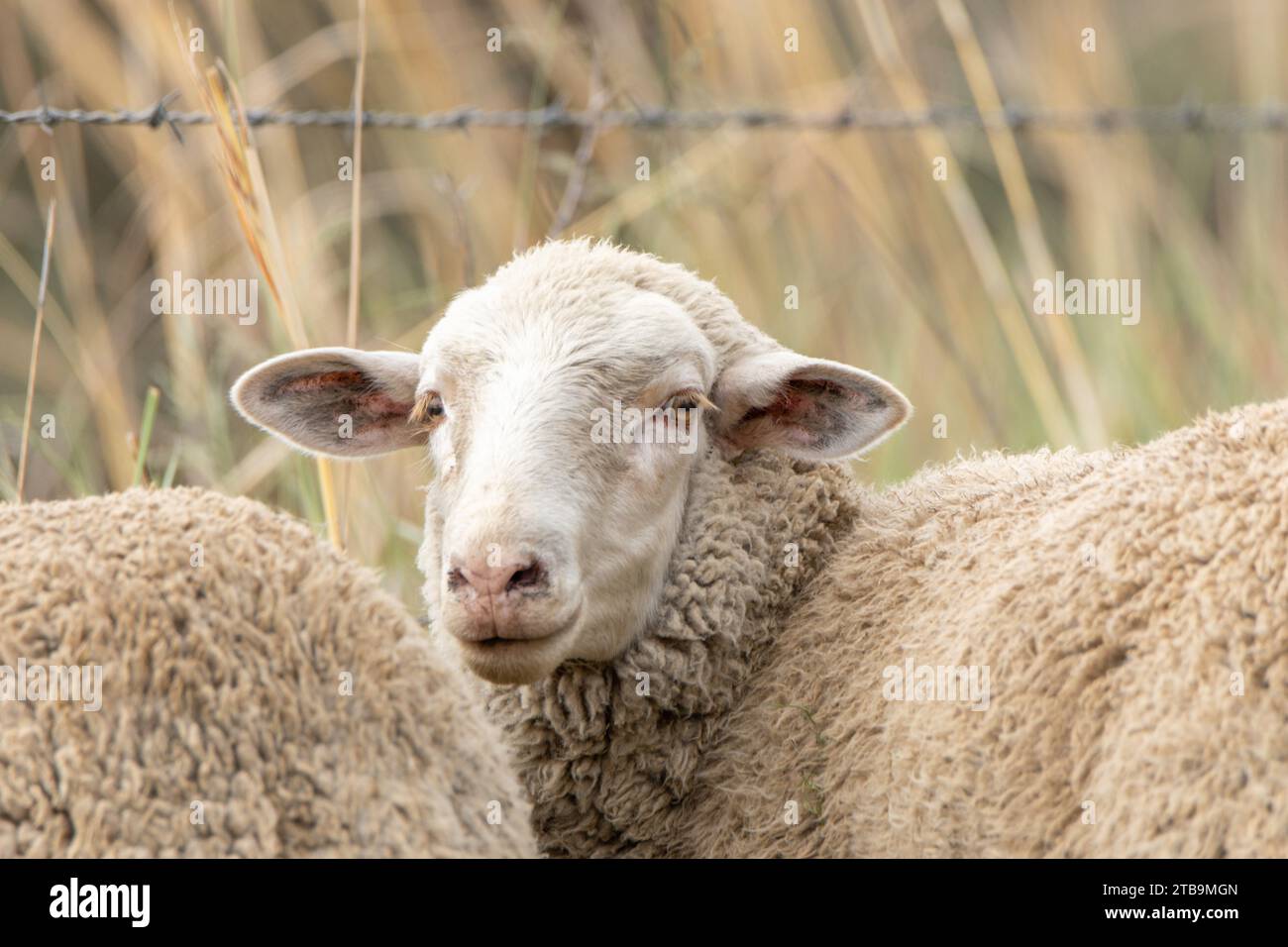 A merino breed sheep next to a barbed wire fence looking at the camera ...