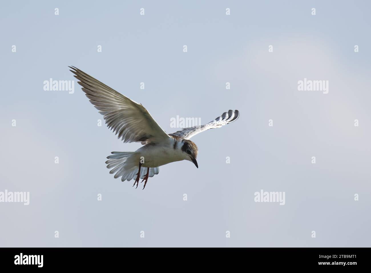 A white and gray Whiskered tern bird soaring majestically through the ...