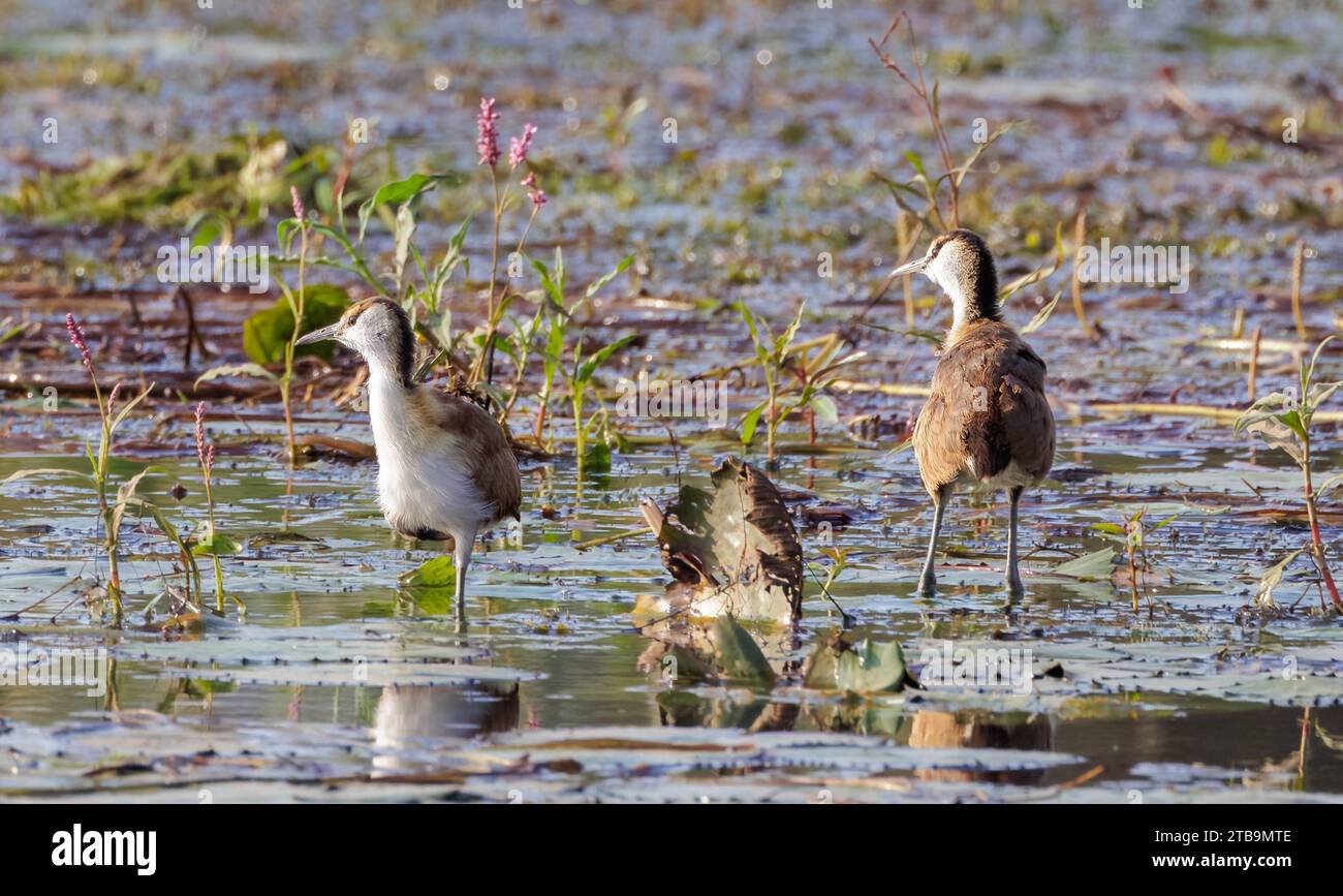 Four African Jacana birds standing in a shallow body of water ...
