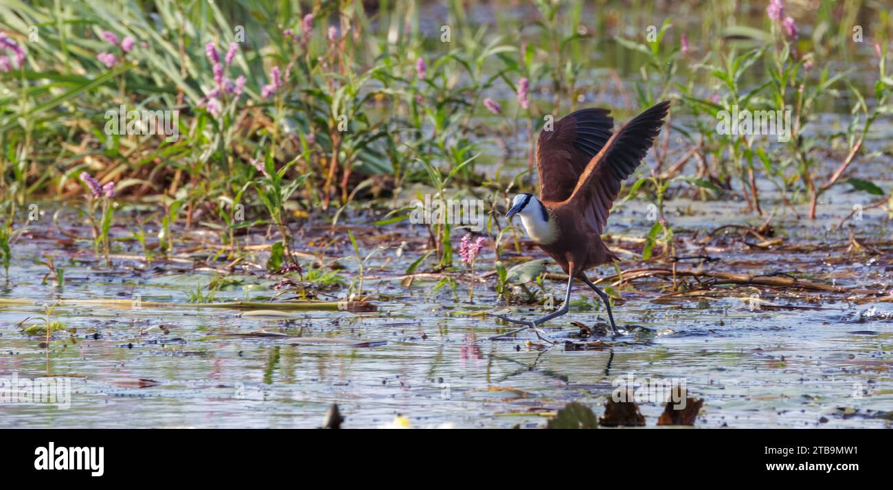 A majestic African Jacana bird stands in shallow water with its wings ...