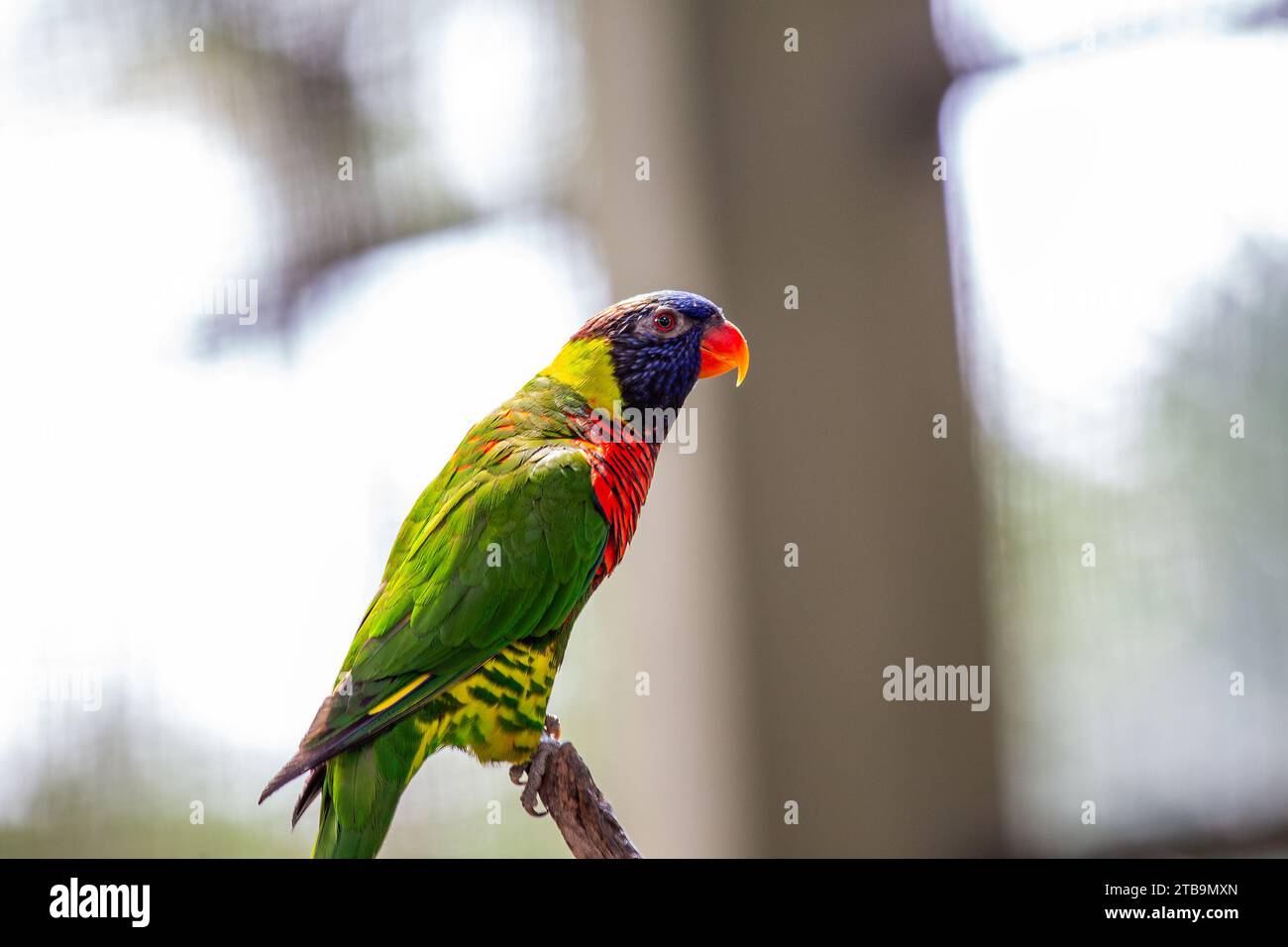 Vibrant Rainbow Lorikeet, Trichoglossus moluccanus, an Australian ...