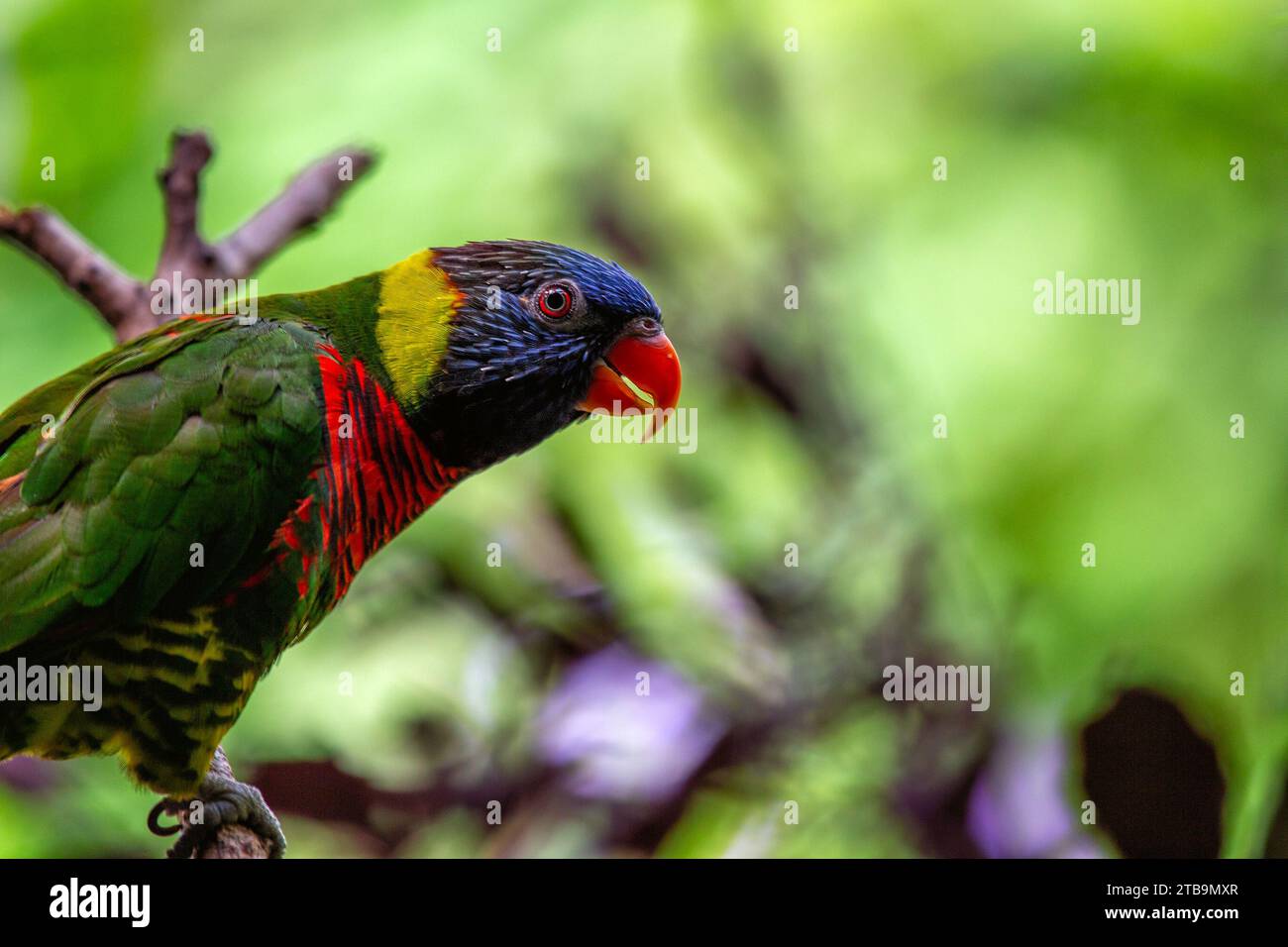 Vibrant Rainbow Lorikeet, Trichoglossus moluccanus, an Australian ...