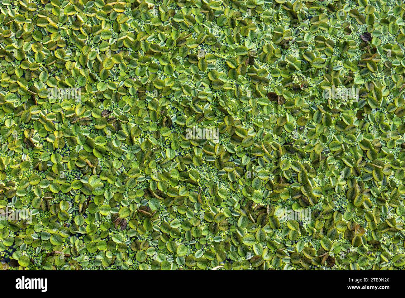A vibrant green hedge plant in a lush, picturesque field Stock Photo ...