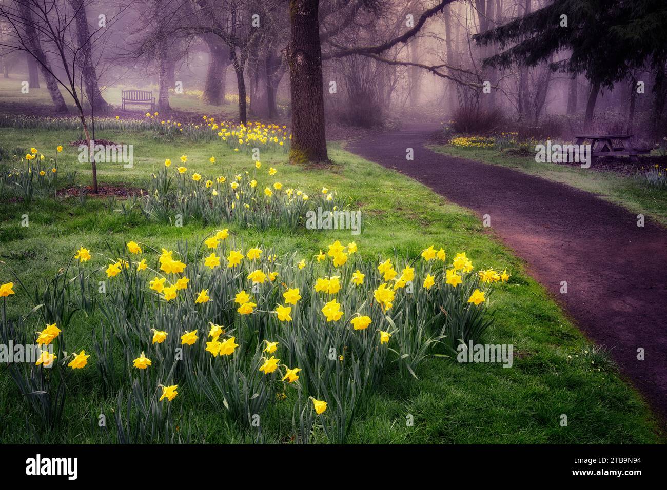 Pathway and dafodils in fog. Graham Oaks Park. Wilsonville, Oregon ...