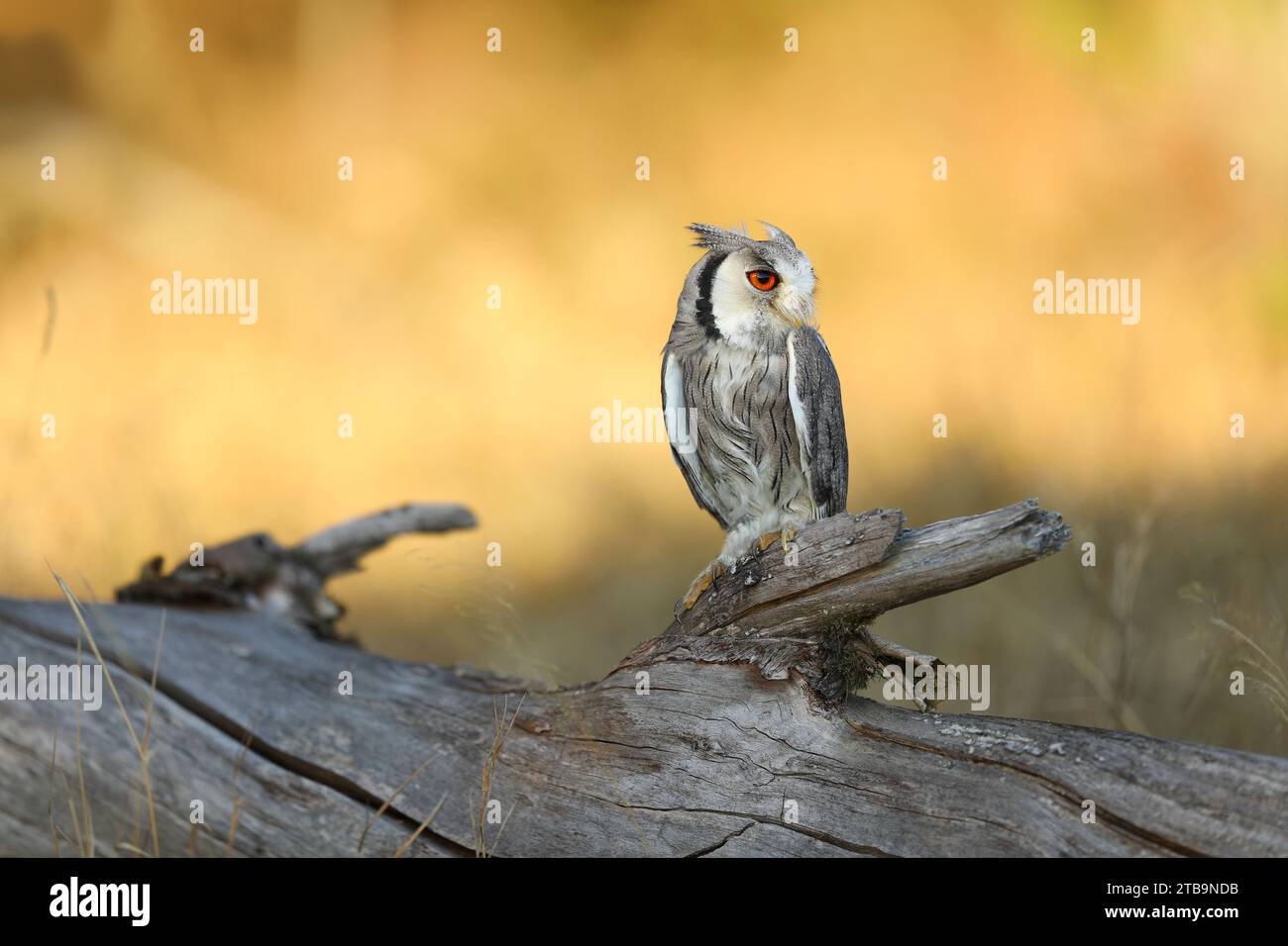 Northern white-faced owl, Otus leucotis, little bird in the nature ...