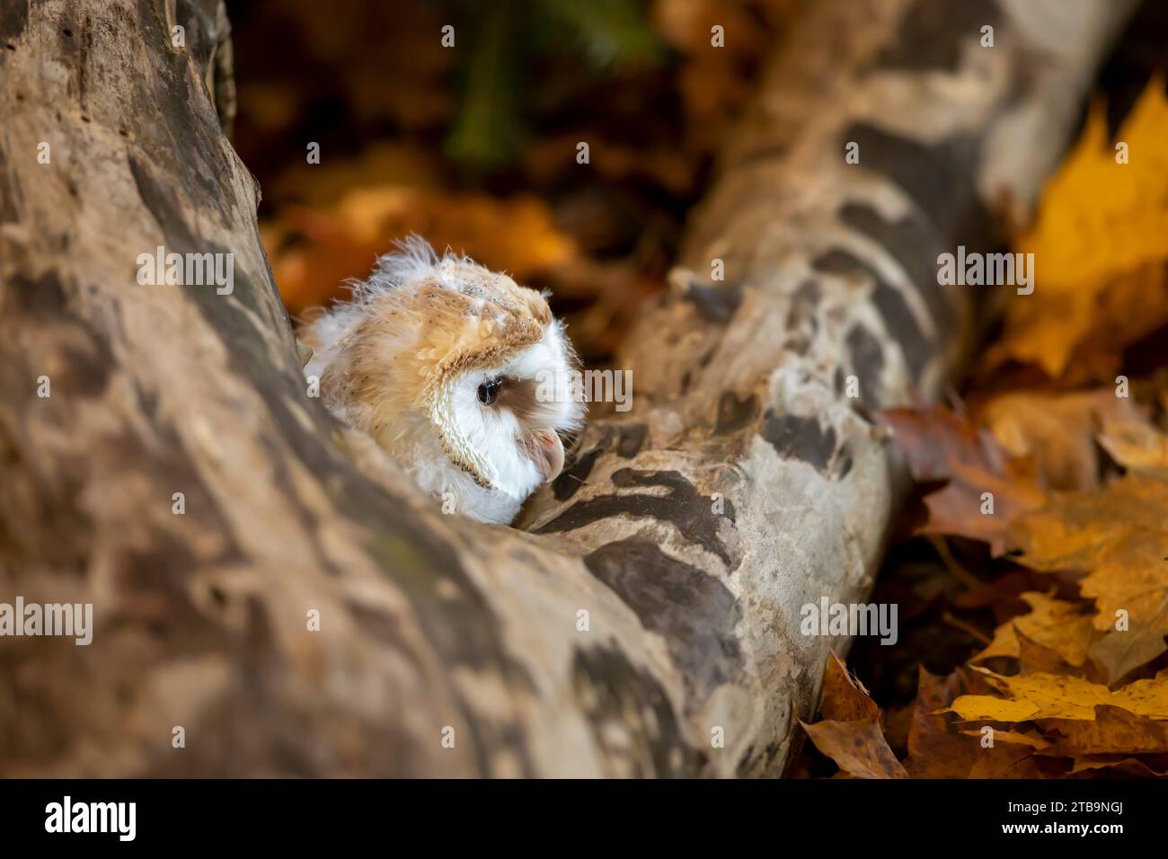 Owl hidden hi-res stock photography and images - Alamy