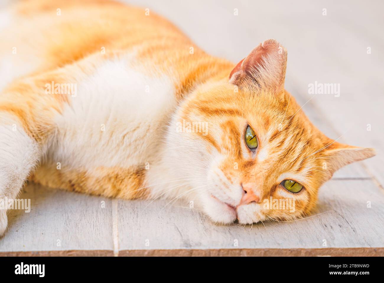 Big red tabby homeless surviving cat. Beautiful animal seek shelter ...